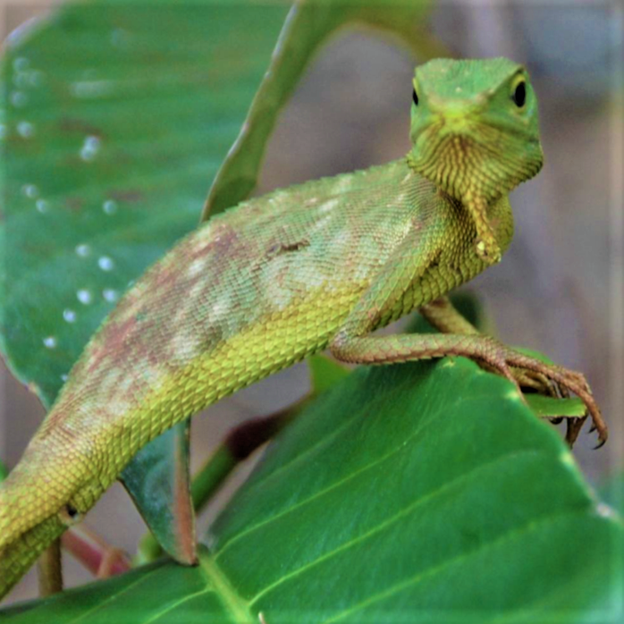 Monitoring and Rehabilitation | Coral Bay Nickel Corporation